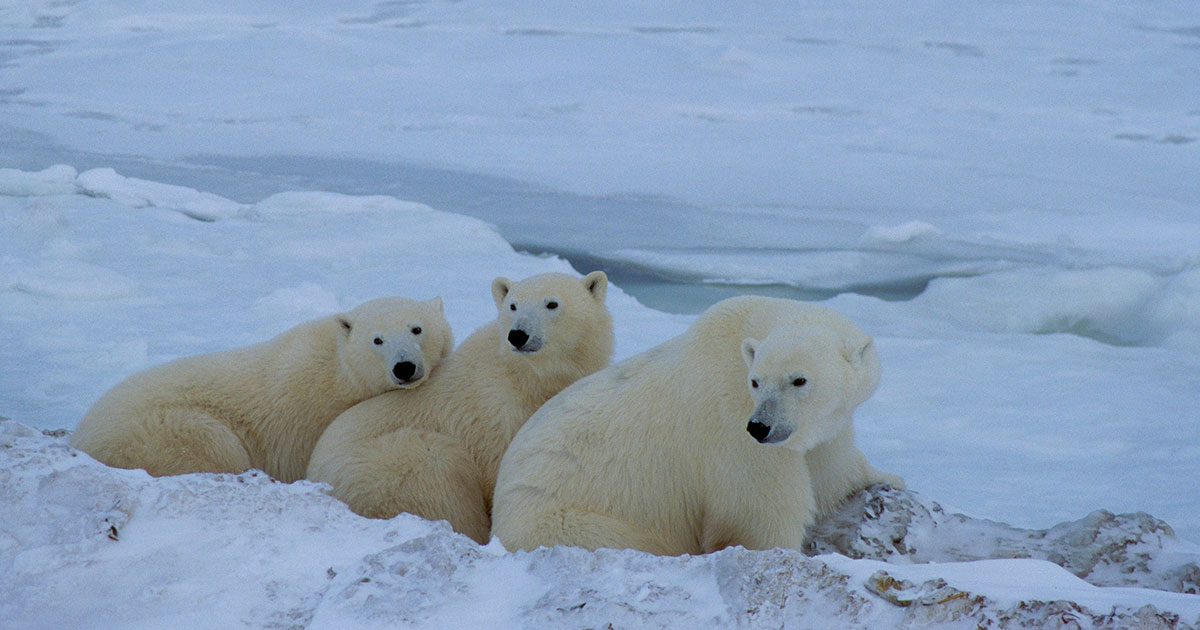 シロクマ・北極グマ（Polar Bear）に出逢える厳選スポット｜カナダの野生動物 海洋生物｜生涯感動
